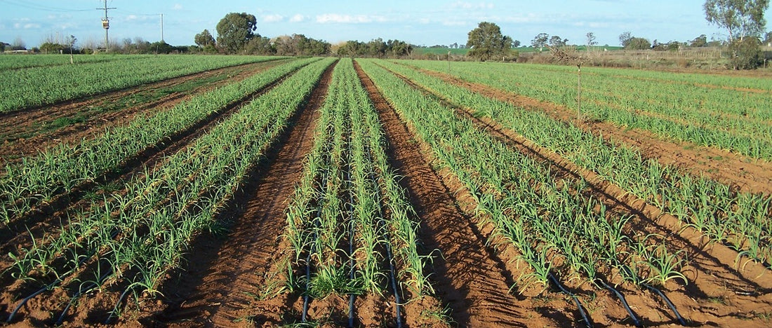 Australian Garlic Online | Tooley Garlic Australia