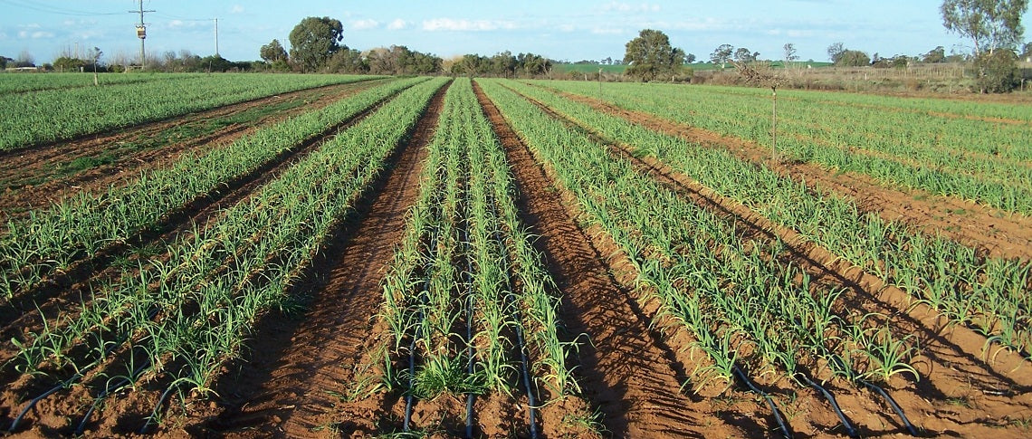 Australian Garlic Online | Tooley Garlic Australia